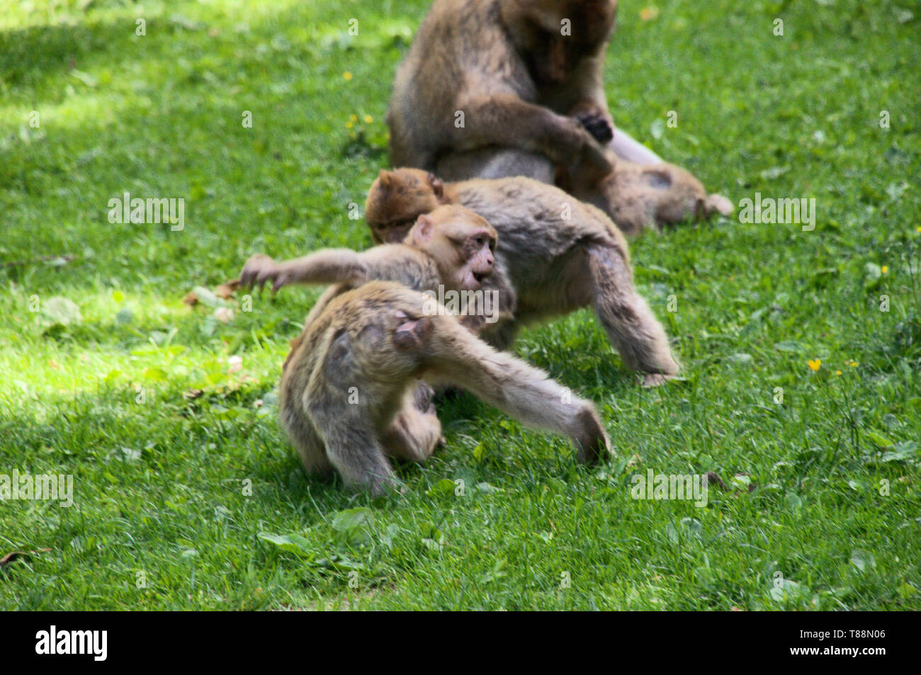 Barbary macaques in the enclosure at Affenberg, Salem in Germany Stock ...