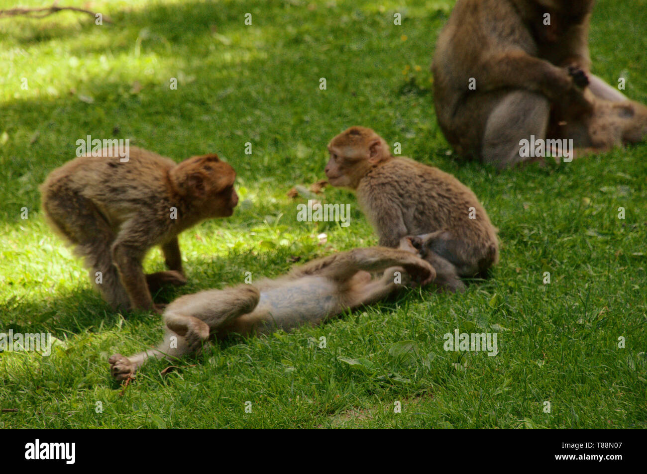 Barbary macaques in enclosure hi-res stock photography and images - Alamy