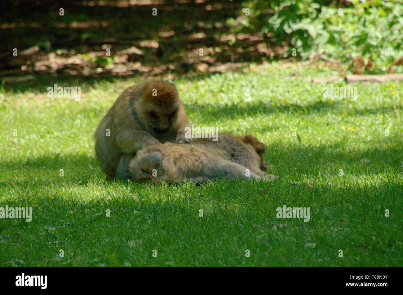 Barbary macaques in the enclosure at Affenberg, Salem in Germany Stock ...