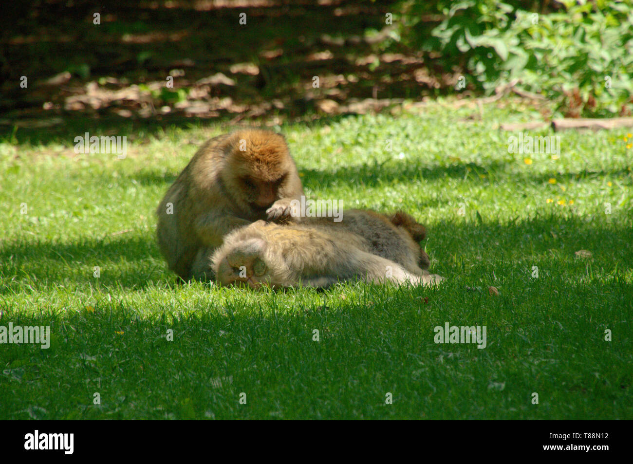 Barbary macaques in the enclosure at Affenberg, Salem in Germany Stock ...