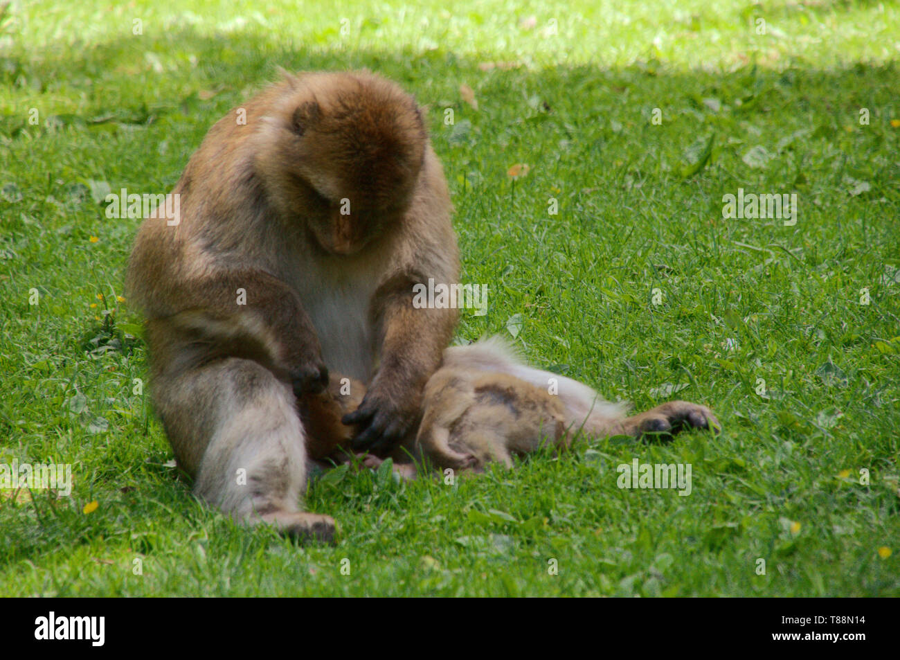 Barbary macaques in the enclosure at Affenberg, Salem in Germany Stock ...