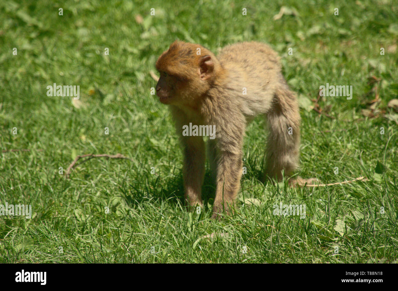 Barbary macaque in enclosure hi-res stock photography and images - Alamy