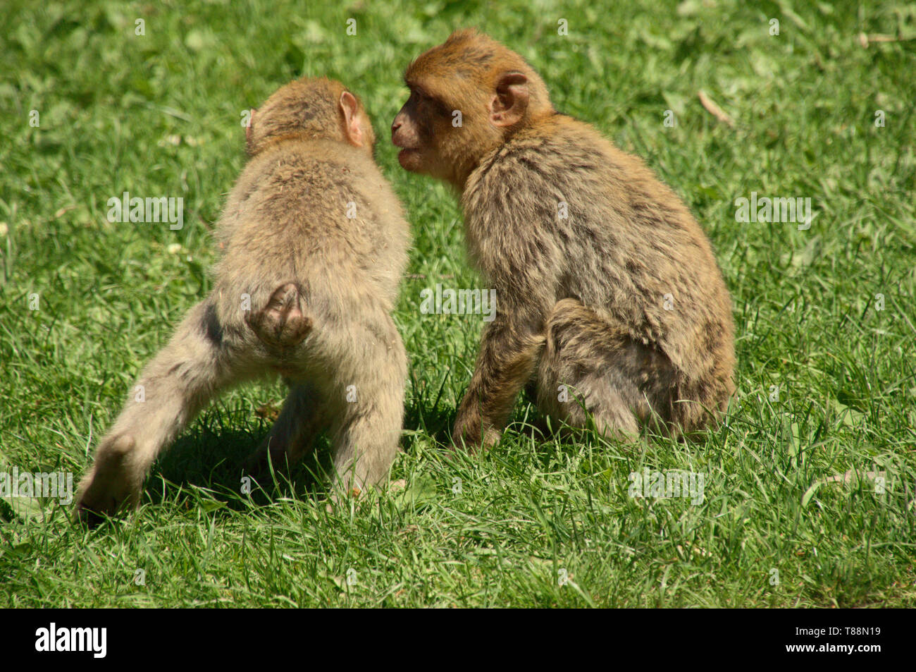 Barbary macaques in the enclosure at Affenberg, Salem in Germany Stock ...