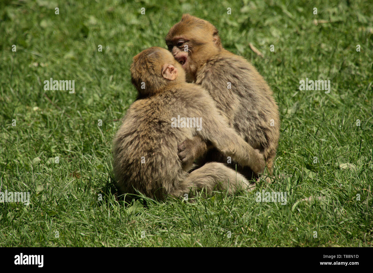 Barbary macaques in the enclosure at Affenberg, Salem in Germany Stock ...