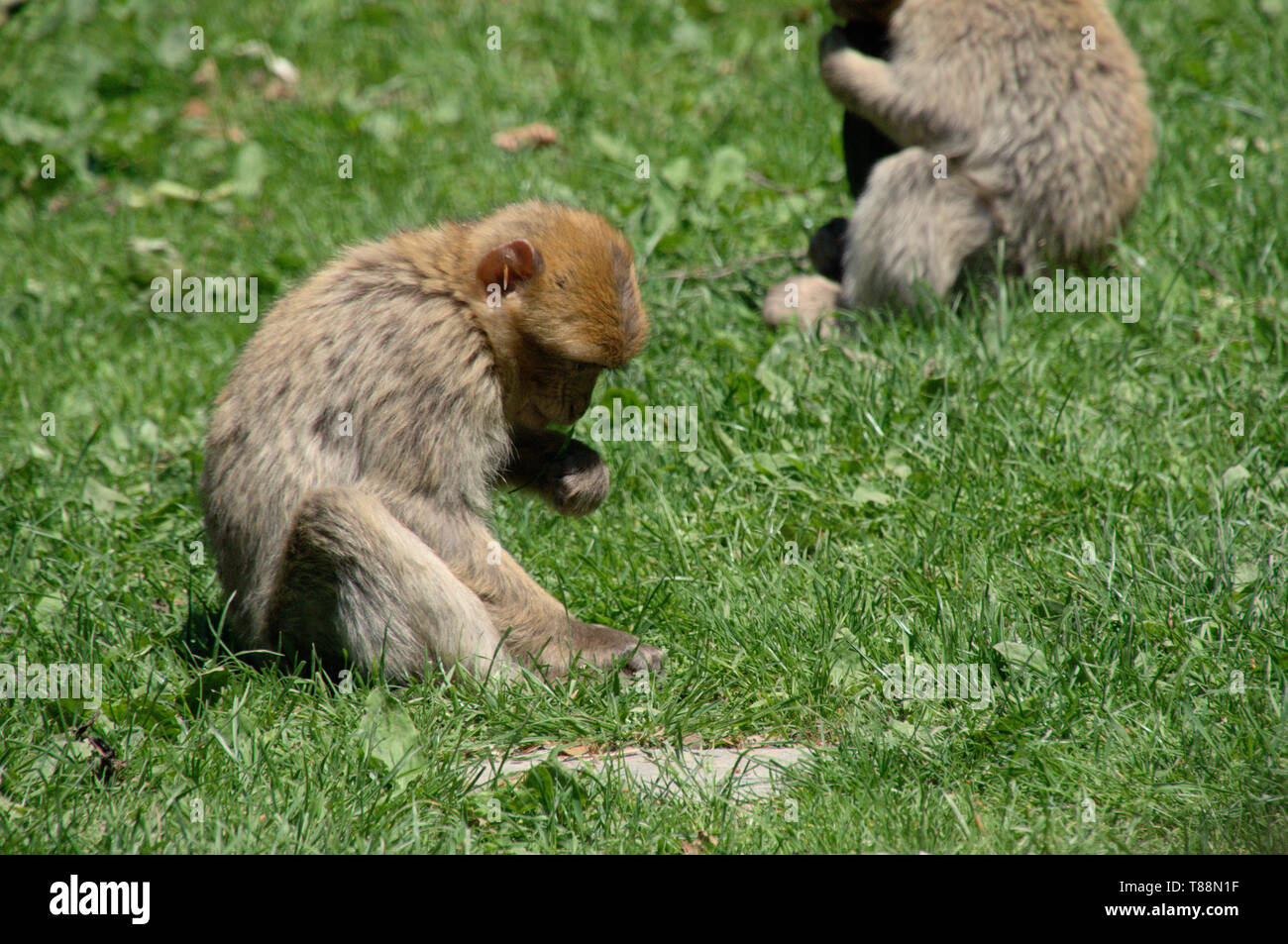 Barbary macaques in the enclosure at Affenberg, Salem in Germany Stock ...