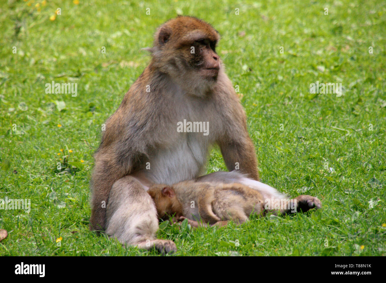 Barbary macaques in the enclosure at Affenberg, Salem in Germany Stock ...
