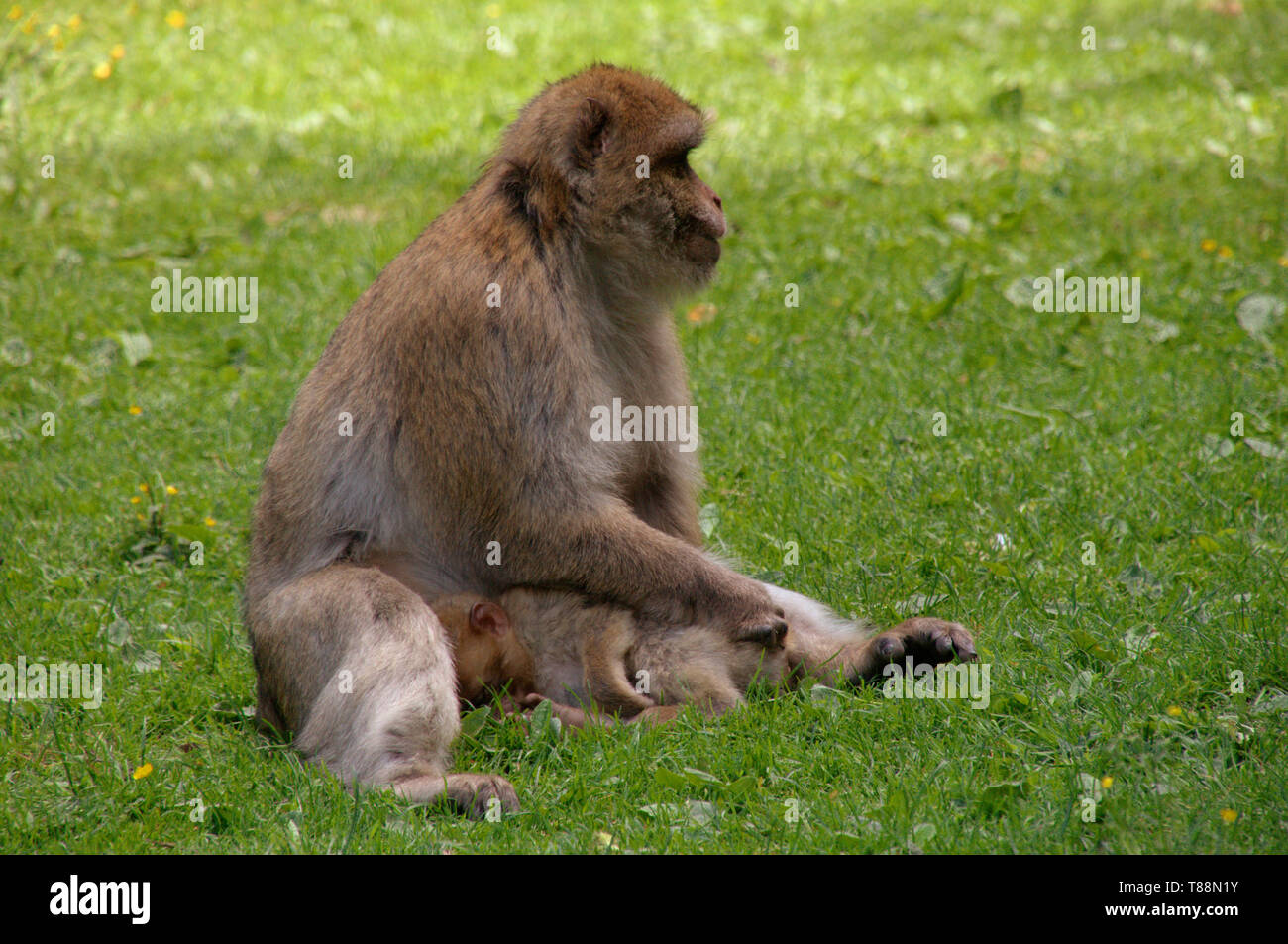 Barbary macaques in the enclosure at Affenberg, Salem in Germany Stock ...