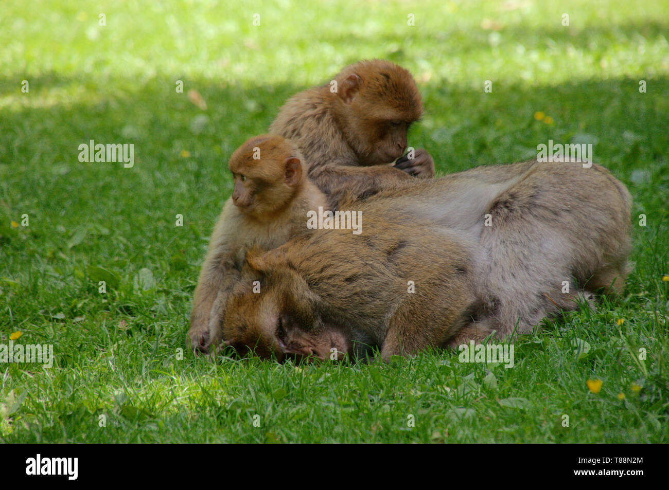 Barbary macaques in the enclosure at Affenberg, Salem in Germany Stock ...