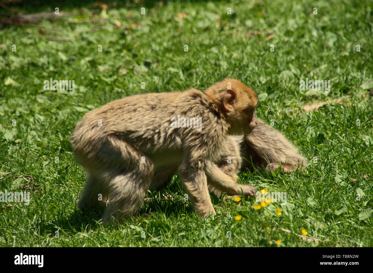 Barbary macaques in the enclosure at Affenberg, Salem in Germany Stock ...