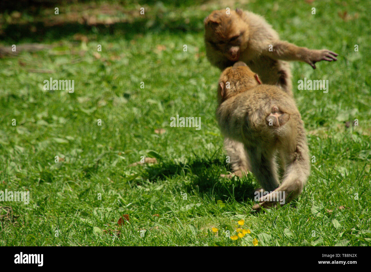 Barbary macaques in enclosure hi-res stock photography and images - Alamy