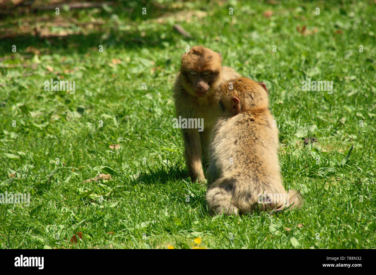 Barbary macaques in the enclosure at Affenberg, Salem in Germany Stock ...