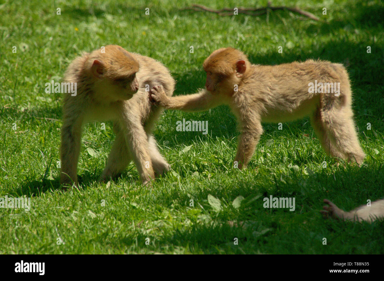Barbary macaques in the enclosure at Affenberg, Salem in Germany Stock ...