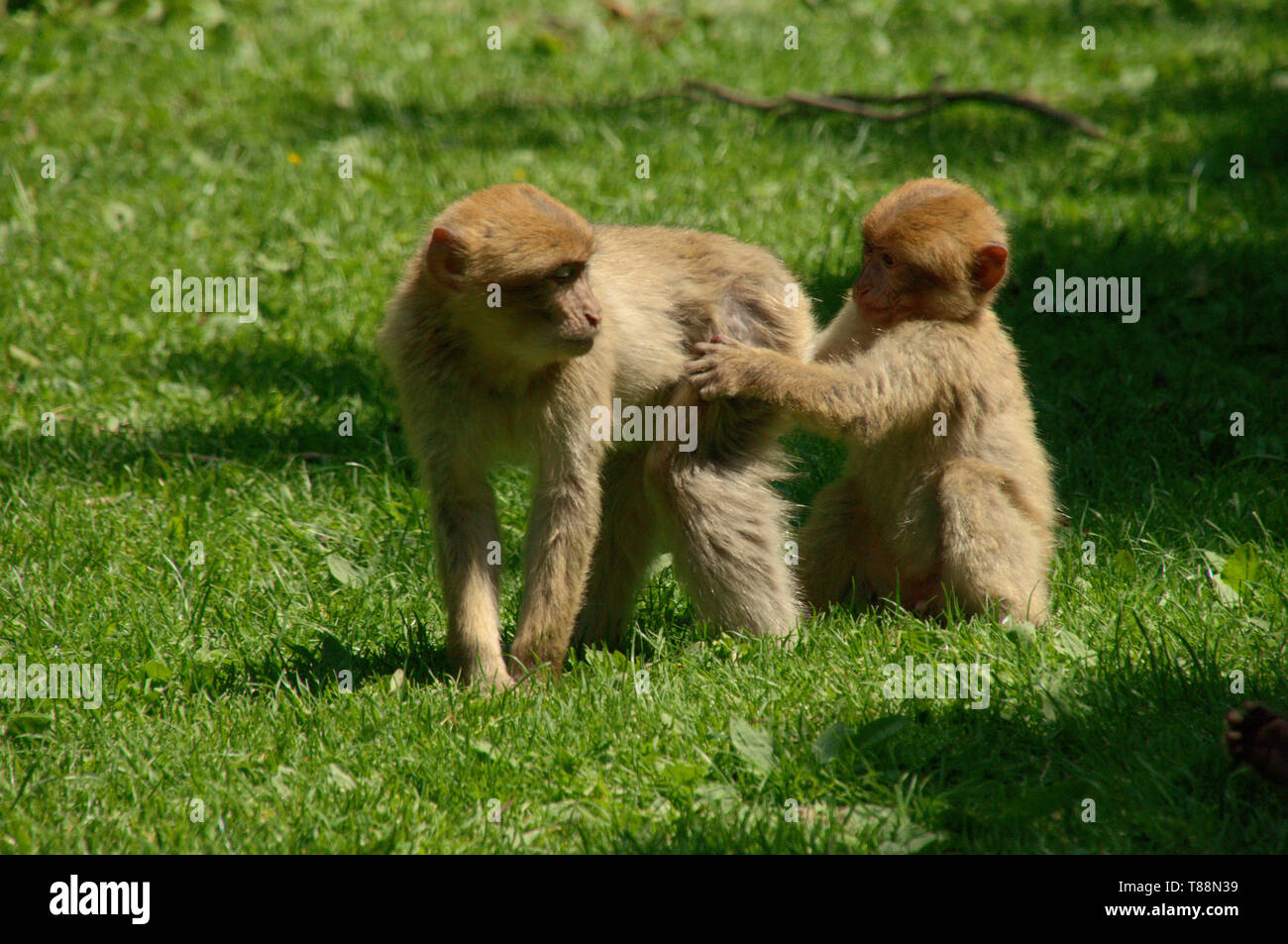 Barbary macaques in the enclosure at Affenberg, Salem in Germany Stock ...