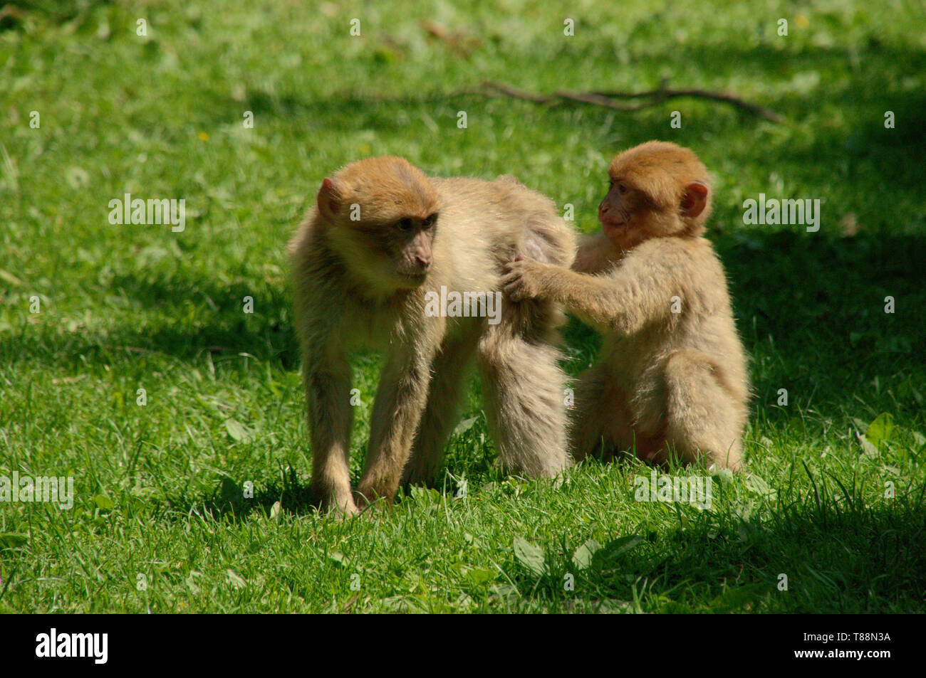 Barbary macaques in the enclosure at Affenberg, Salem in Germany Stock ...