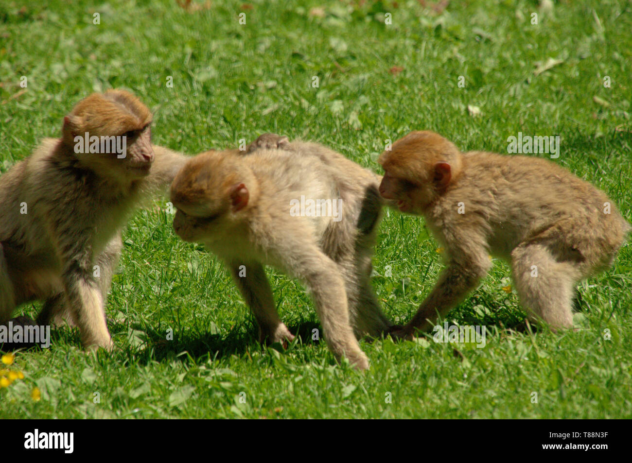 Barbary macaques in the enclosure at Affenberg, Salem in Germany Stock ...