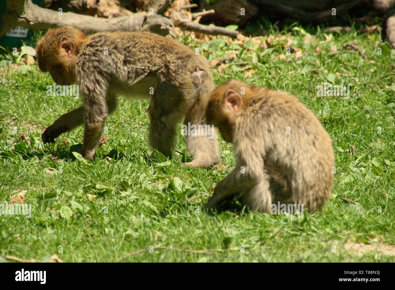 Barbary macaques in the enclosure at Affenberg, Salem in Germany Stock ...