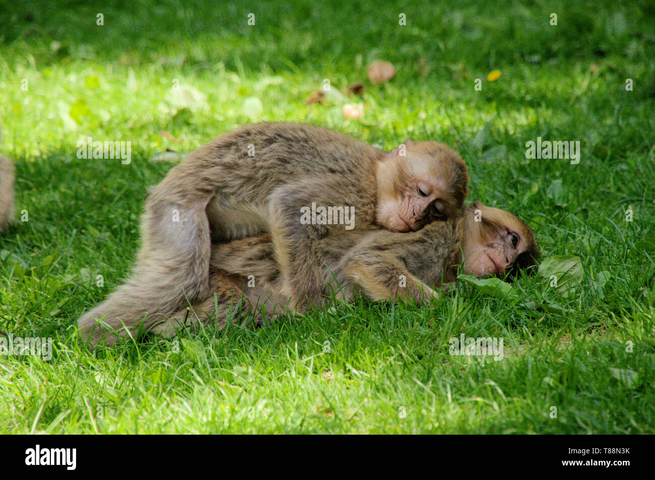 Barbary macaques in the enclosure at Affenberg, Salem in Germany Stock ...