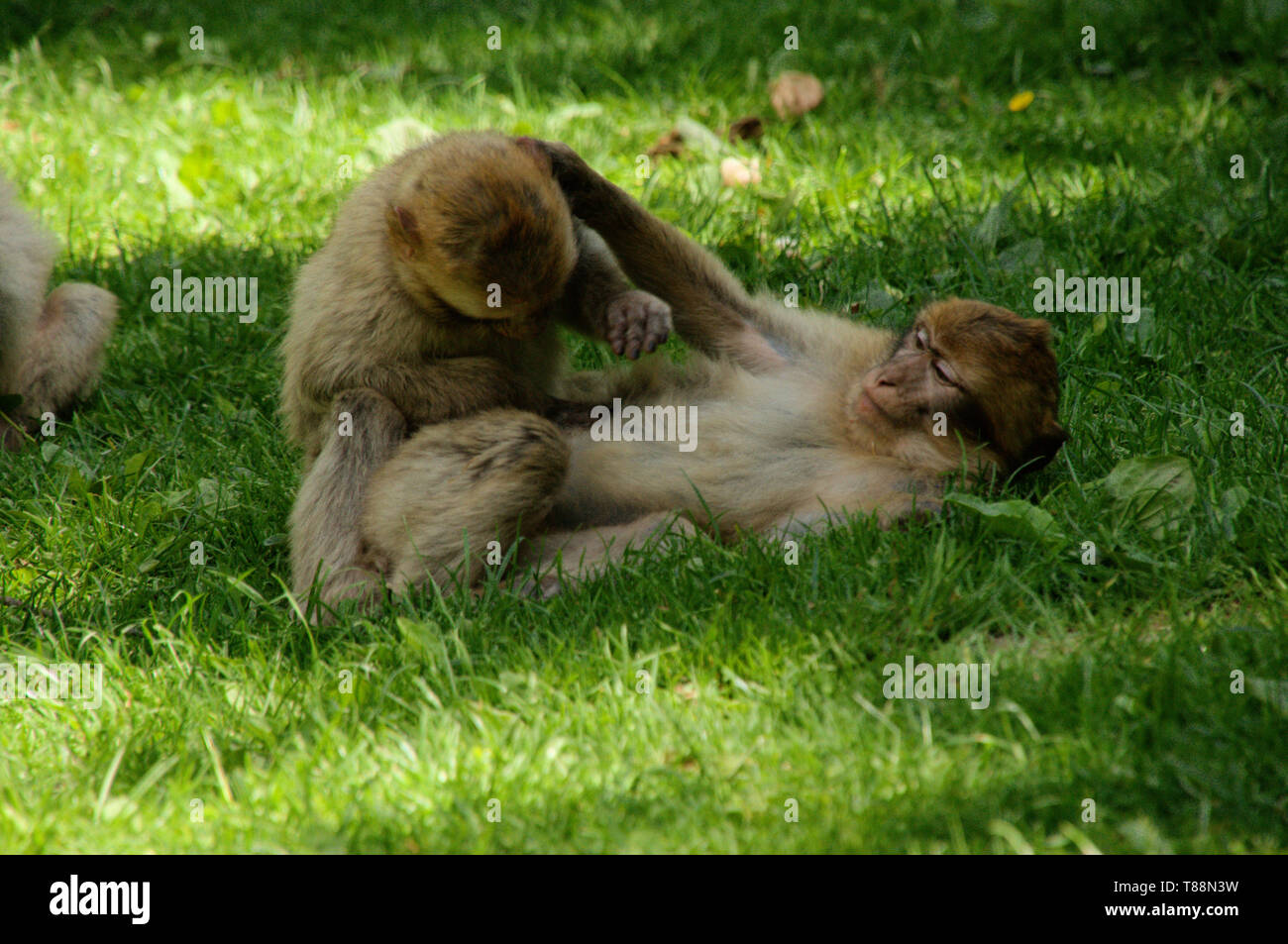 Barbary macaques in the enclosure at Affenberg, Salem in Germany Stock ...