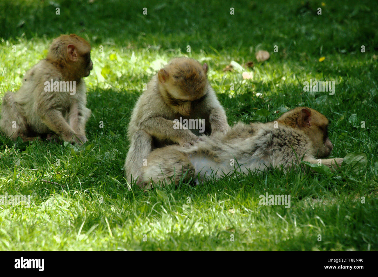 Barbary macaques in the enclosure at Affenberg, Salem in Germany Stock ...