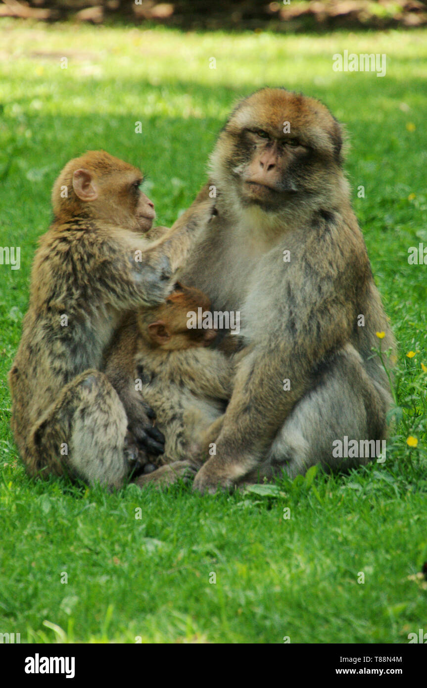 Barbary macaques in the enclosure at Affenberg, Salem in Germany Stock ...