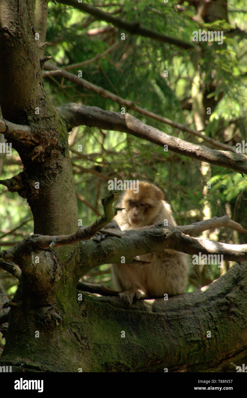 Barbary macaque in the enclosure at Affenberg, Salem in Germany Stock ...