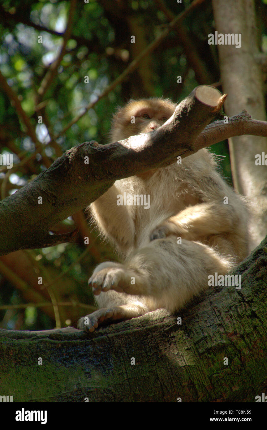 Barbary macaque in the enclosure at Affenberg, Salem in Germany Stock ...