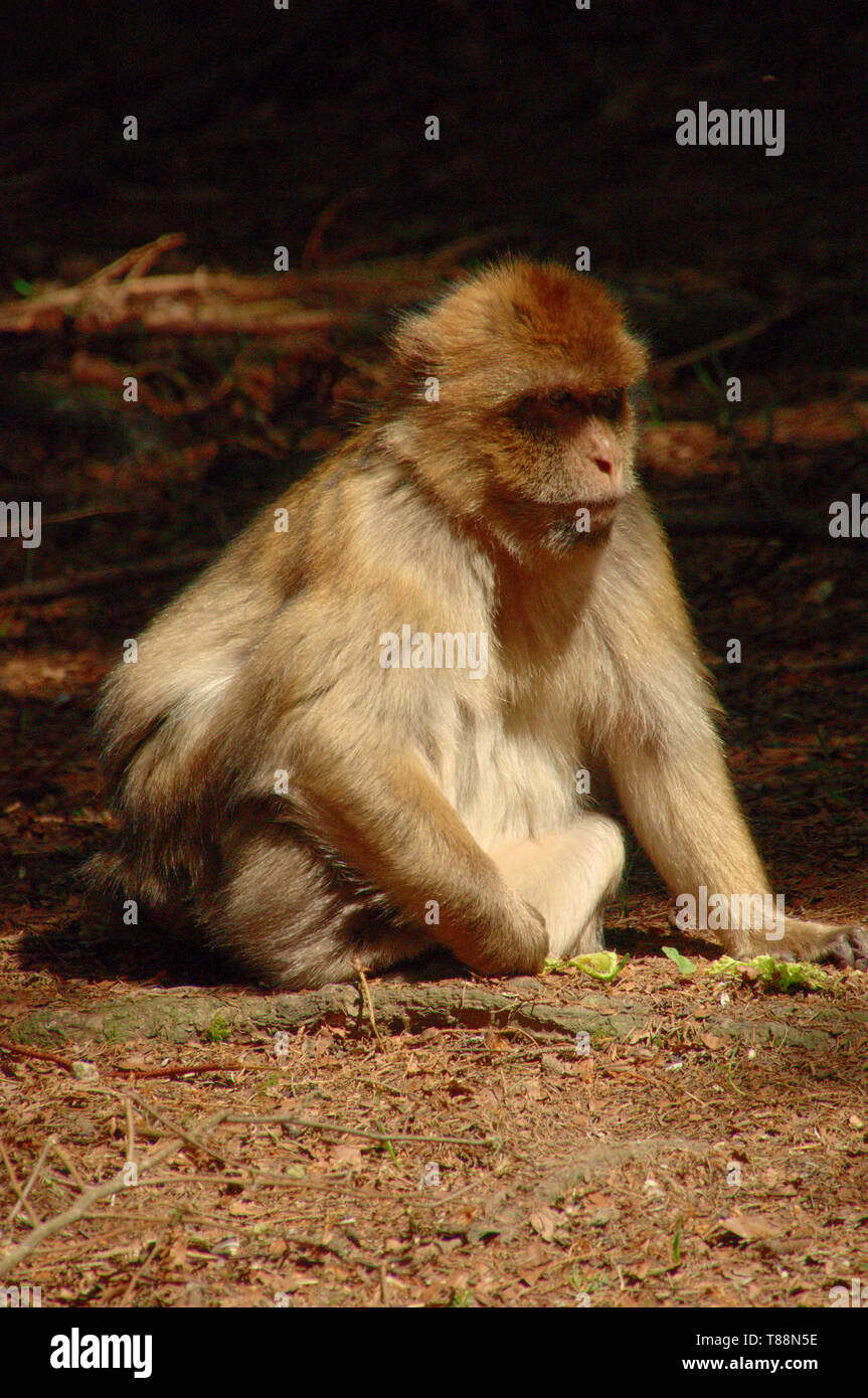 Barbary macaque in the enclosure at Affenberg, Salem in Germany Stock ...