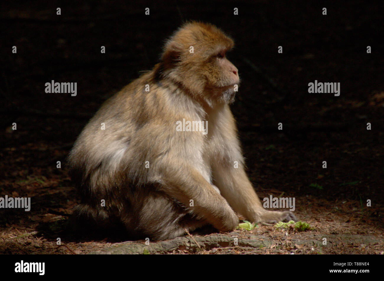Barbary macaque in the enclosure at Affenberg, Salem in Germany Stock ...