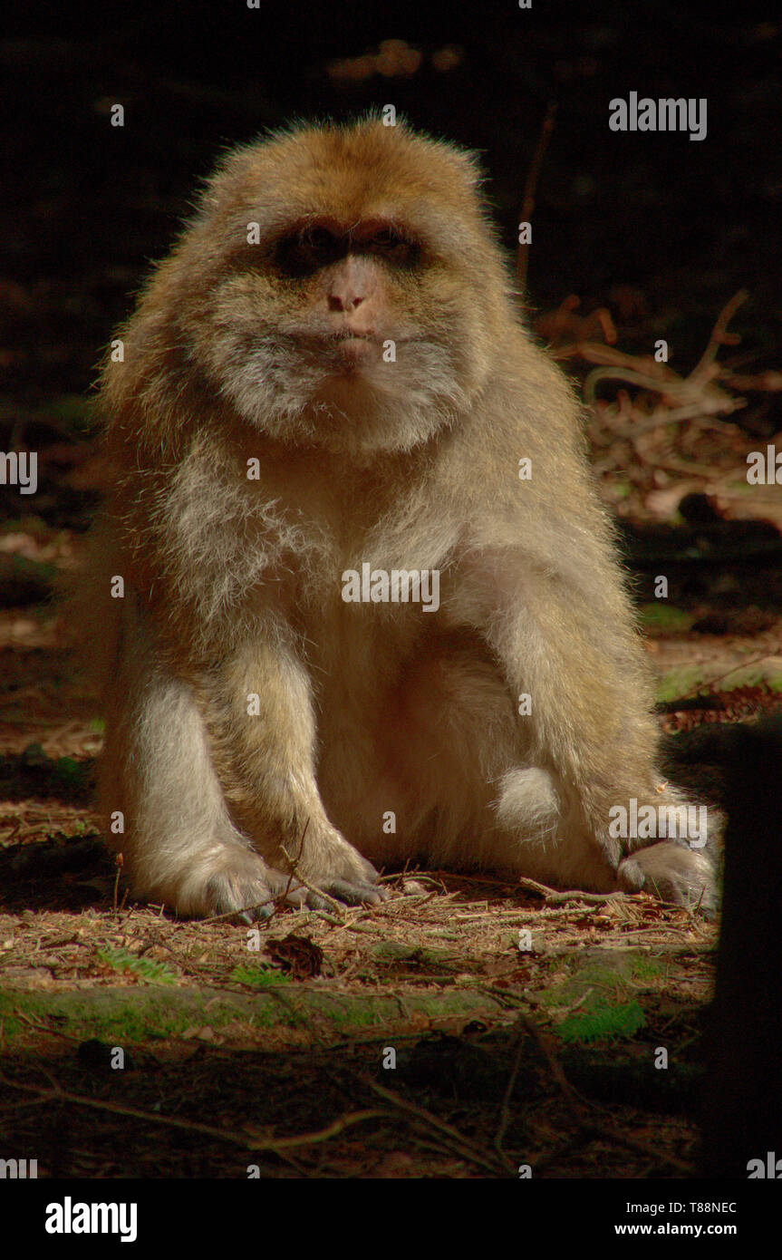 Barbary macaque in the enclosure at Affenberg, Salem in Germany Stock ...