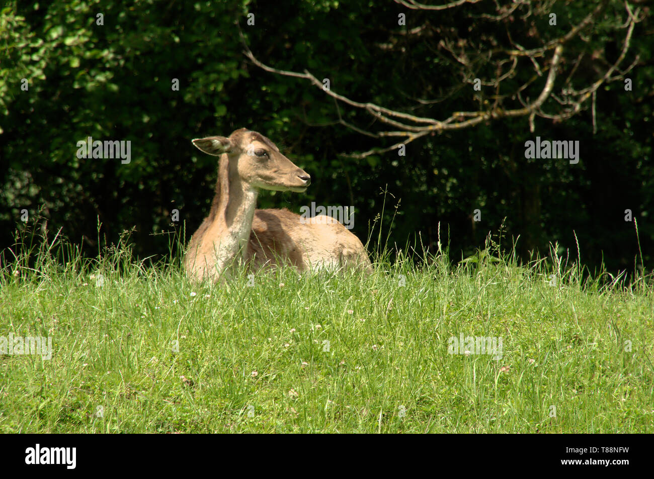 Dama dama; fallow deer doe resting on meadow Stock Photo - Alamy