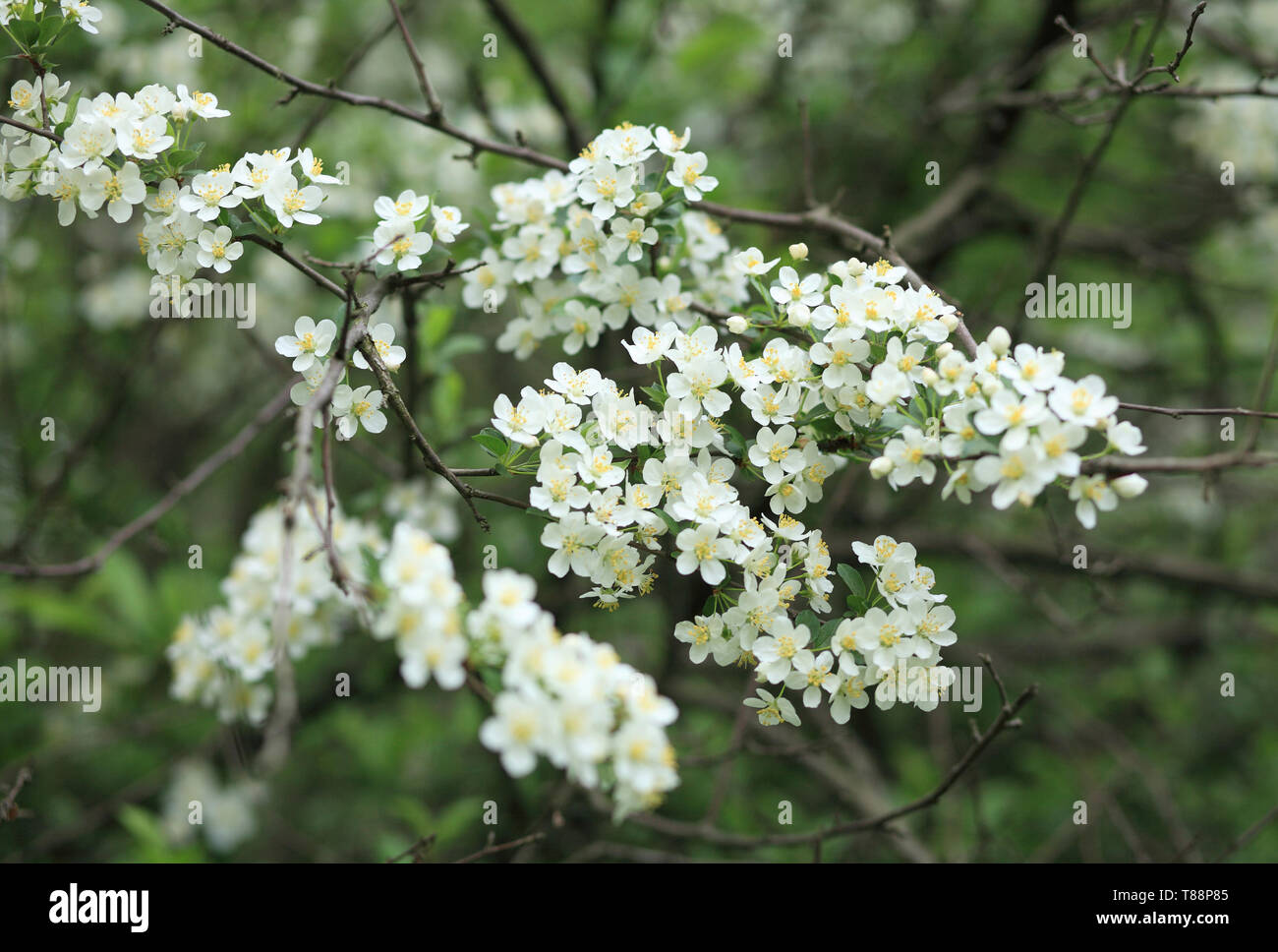 cherry-tree flower at day Stock Photo - Alamy