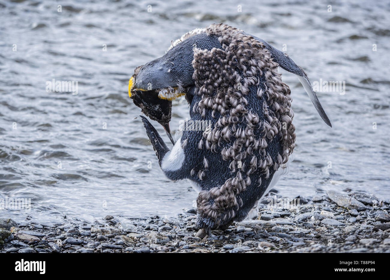 King Penguin in final stages of moult Stock Photo - Alamy