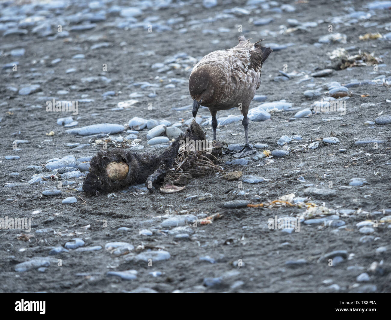 Dead Penguin High Resolution Stock Photography and Images - Alamy