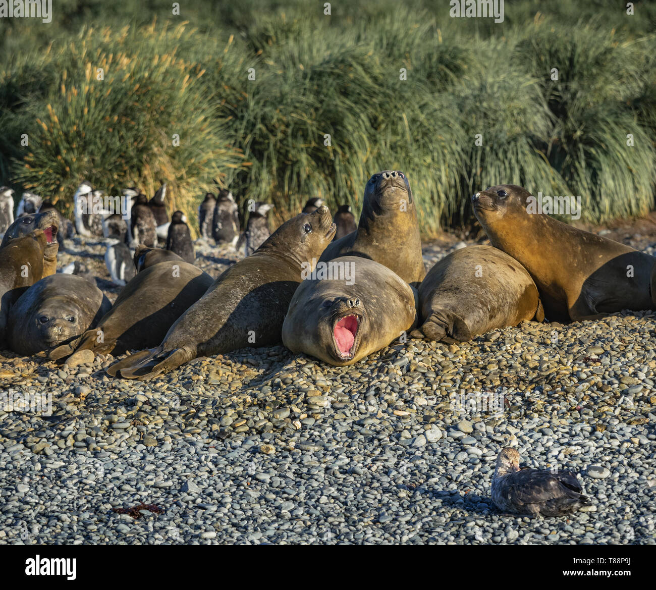 Early stages of seal skin shed hi-res stock photography and images - Alamy