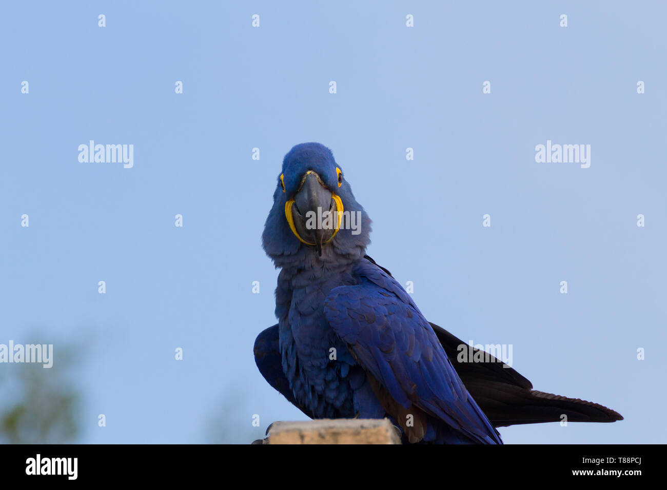Couple of Hyacinth macaw from Pantanal, Brazil. Brazilian wildlife ...