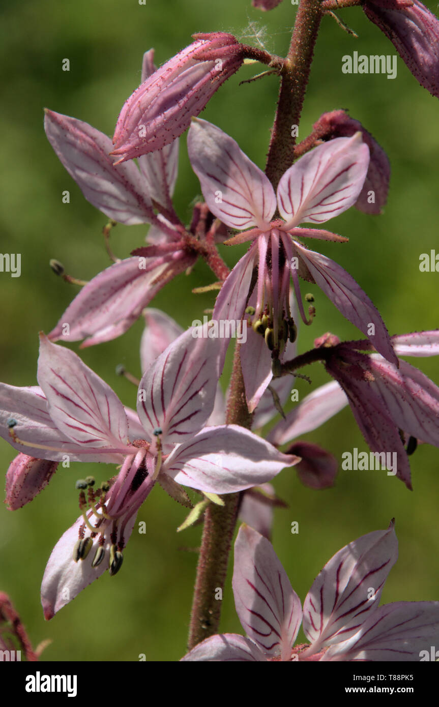 Oenothera lindheimeri; Lindheimer's beeblossom in Überlingen town ...