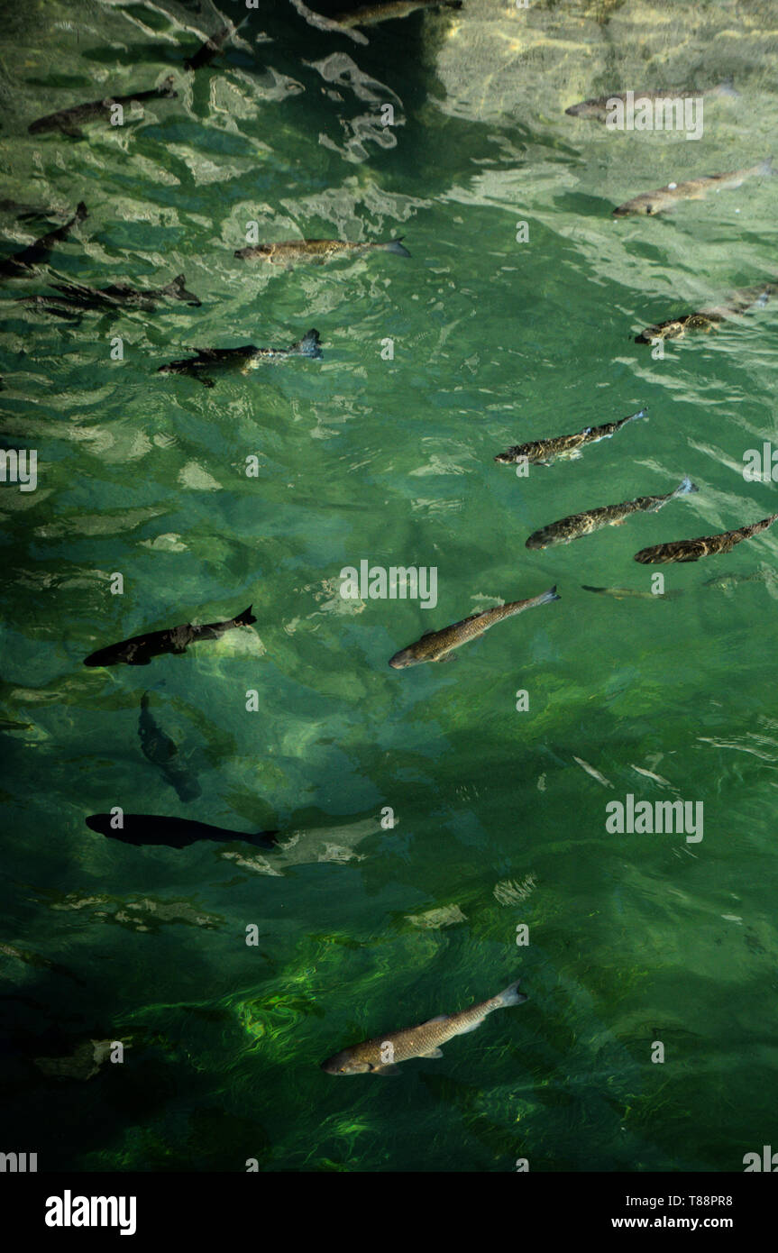 Fish in the Rhine at the Rheinfall in Schaffhausen, Switzerland Stock ...