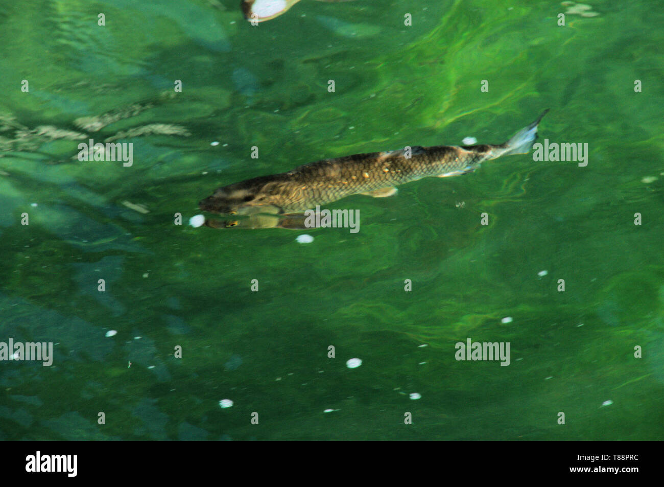 Fish in the Rhine at the Rheinfall in Schaffhausen, Switzerland Stock ...