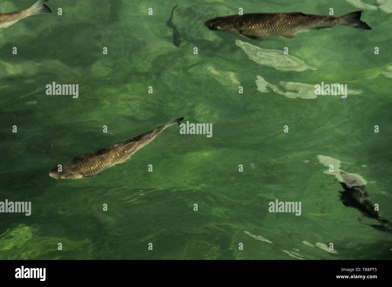 Fish in the Rhine at the Rheinfall in Schaffhausen, Switzerland Stock ...