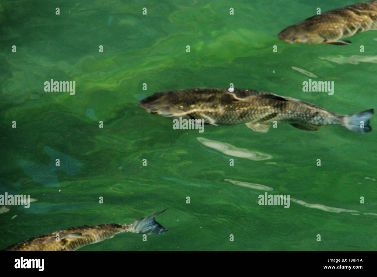 Fish in the Rhine at the Rheinfall in Schaffhausen, Switzerland Stock ...