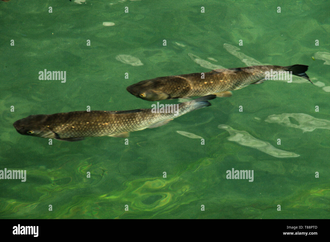 Fish in the Rhine at the Rheinfall in Schaffhausen, Switzerland Stock ...