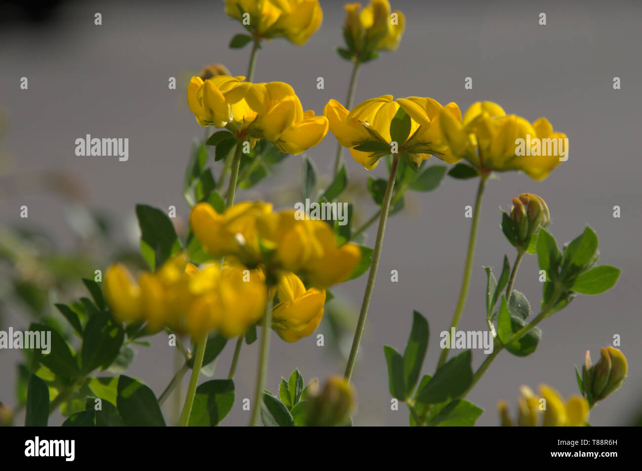 Horseshoe vetch (Hippocrepis comosa) flowering in Schaffhausen ...