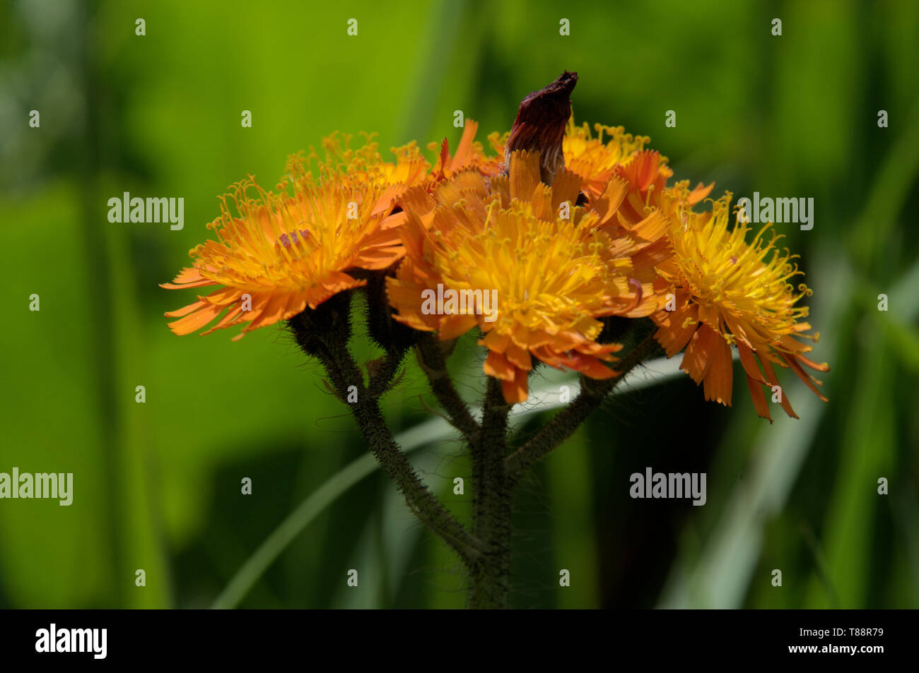 Devils paint brush hi-res stock photography and images - Alamy
