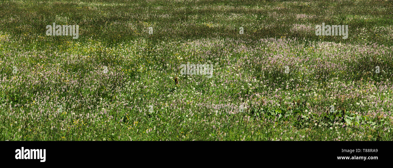 Textures of a Summer meadow in Davos, Swiss Alps Stock Photo - Alamy