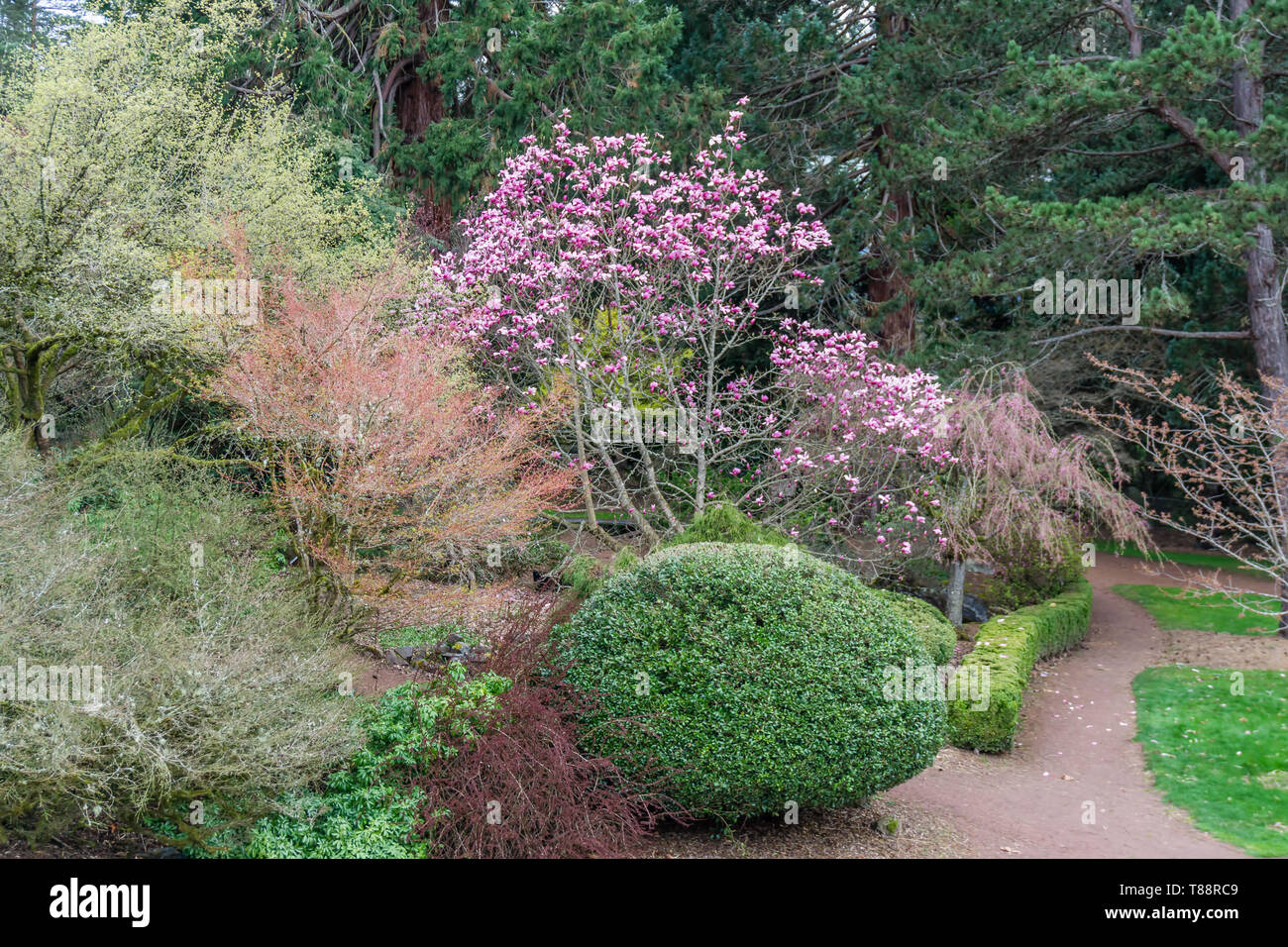 A view of a Tulip tree at Point Defiance Park in Tacoma, Washington ...