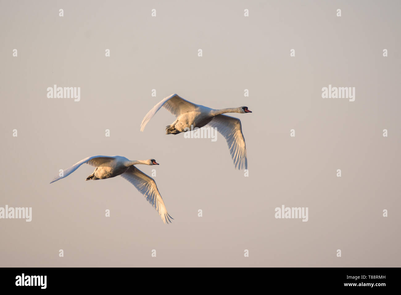 Flying two swans hi-res stock photography and images - Alamy