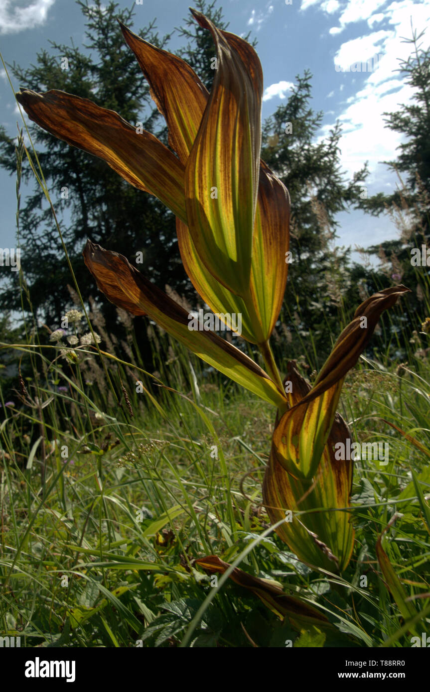 Gentiana lutea; leaves of the alpine Bitterroot in Autumn colour Stock ...