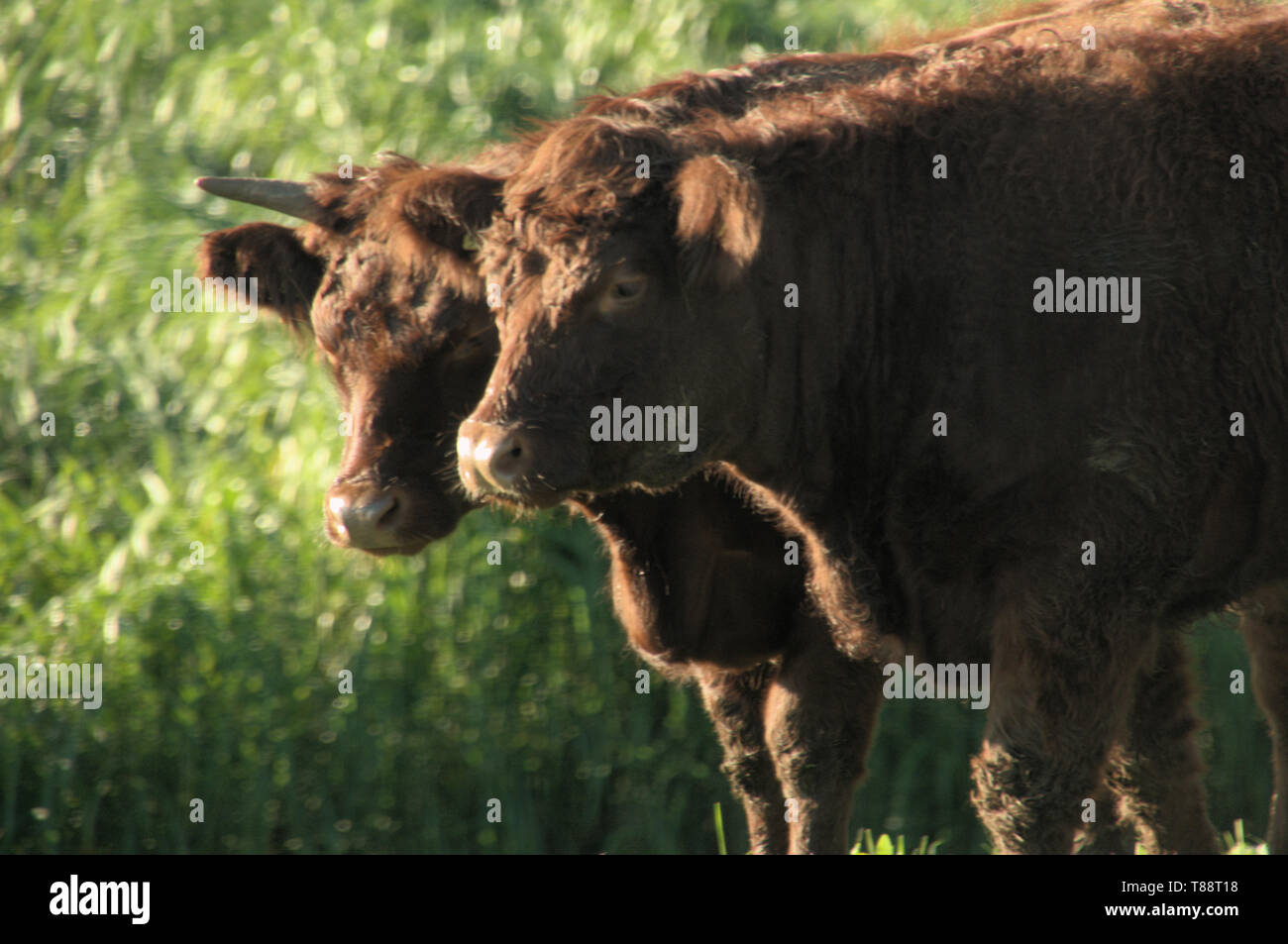 Woolly angus hi-res stock photography and images - Alamy