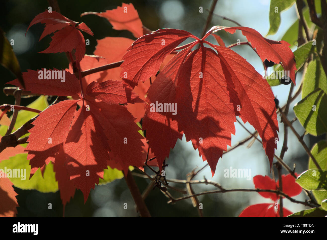 Wilde rebe hi-res stock photography and images - Alamy