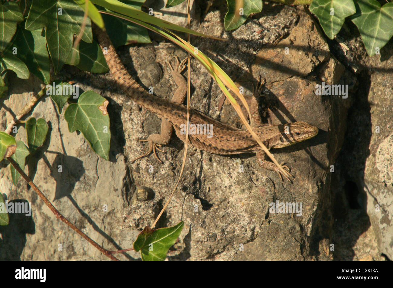 Podarcis muralis; wall lizard basking on wall by Lake Walen, Swiss Alps ...